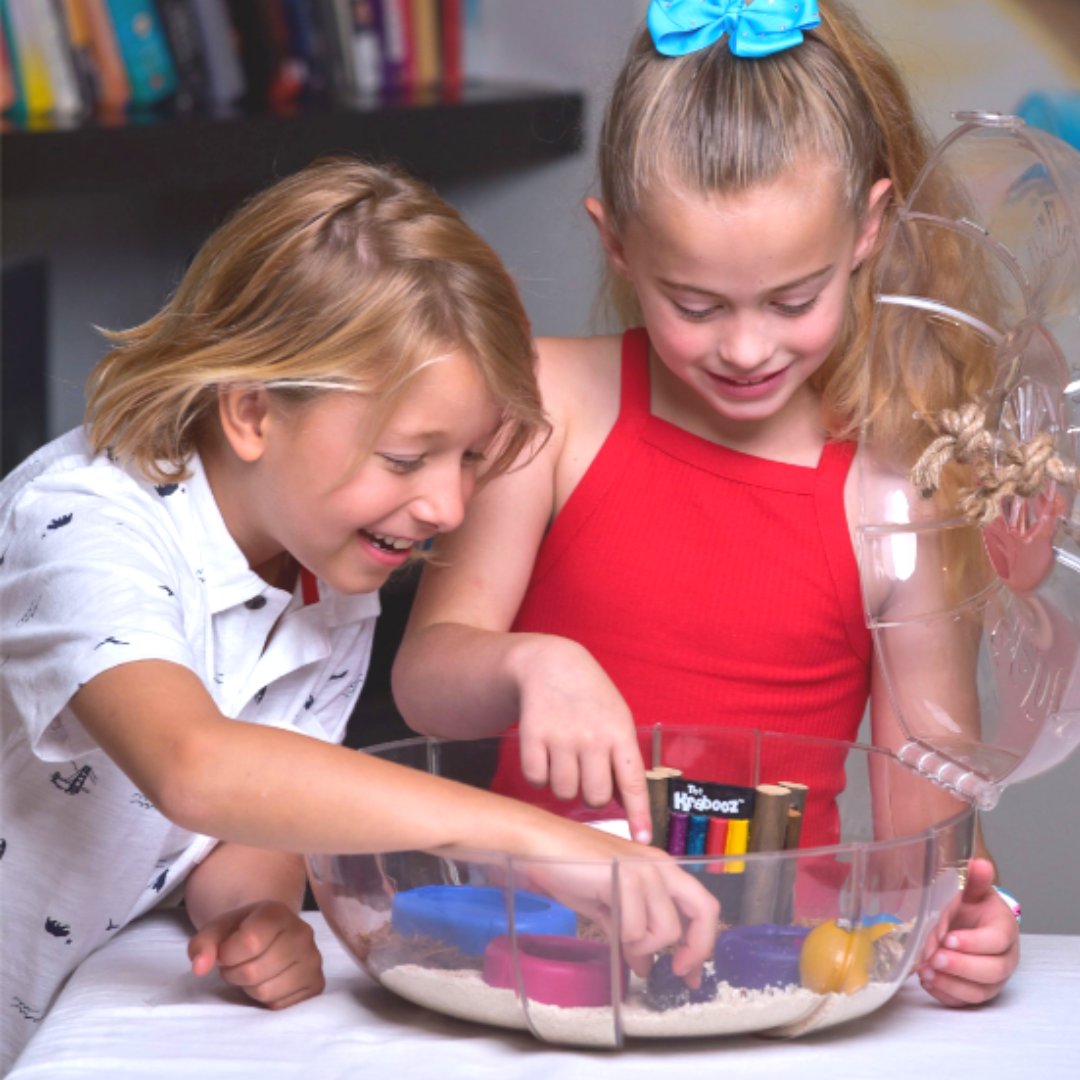 Hermit Crabs – Happy Pet Shack